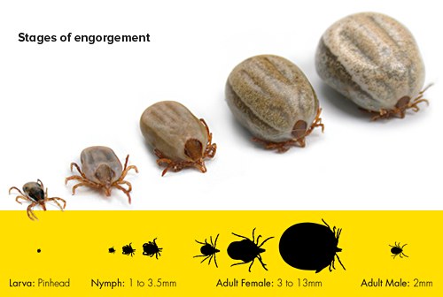 int_Tick stages_FA - AVSL