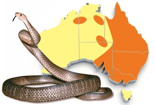 EasternBrownSnakeMap - AVSL